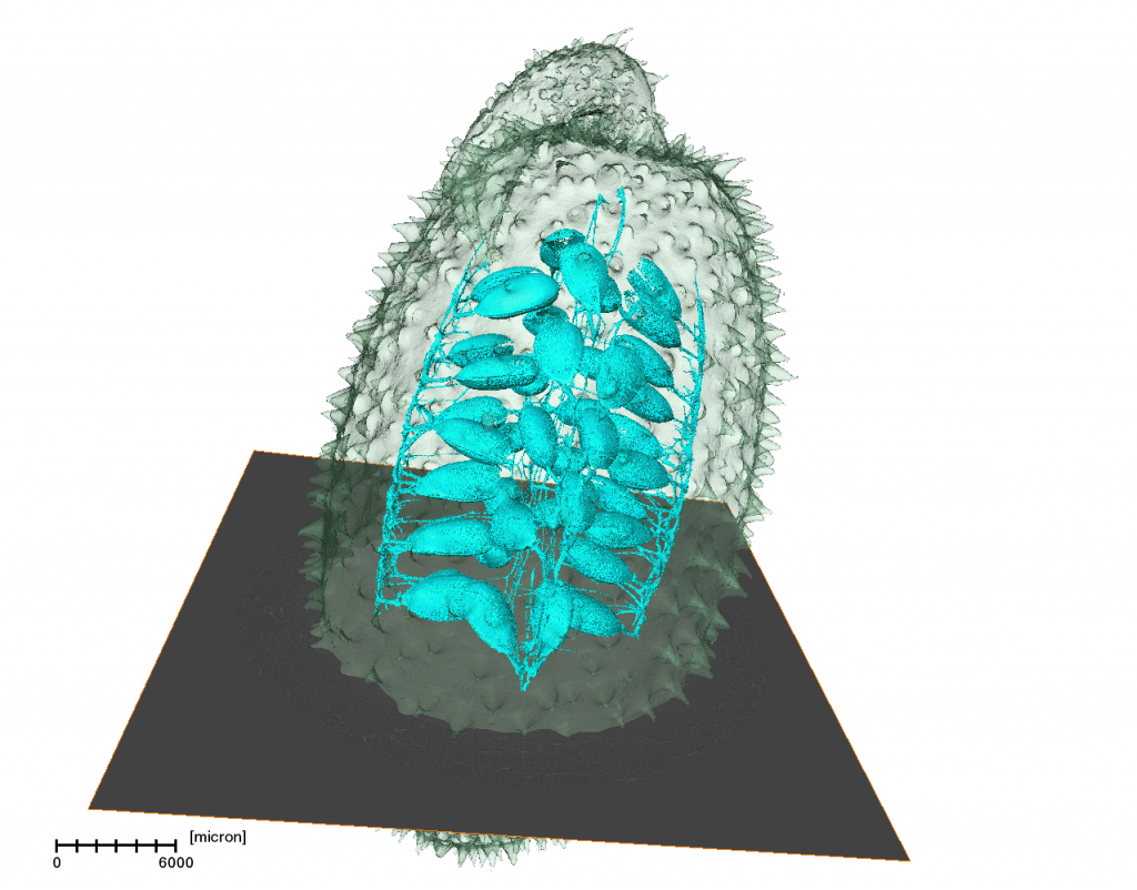 Using MicroCT to reveal the distribution of seeds within a squirting ...