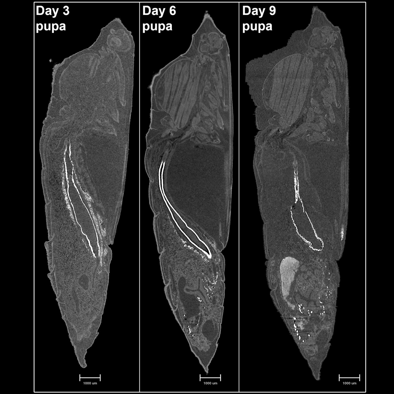 Butterfly Pupae Scan Protocols - National X-ray Computed Tomography