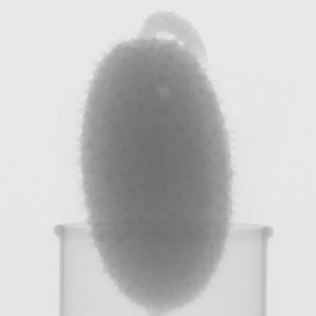 Using MicroCT to reveal the distribution of seeds within a squirting ...