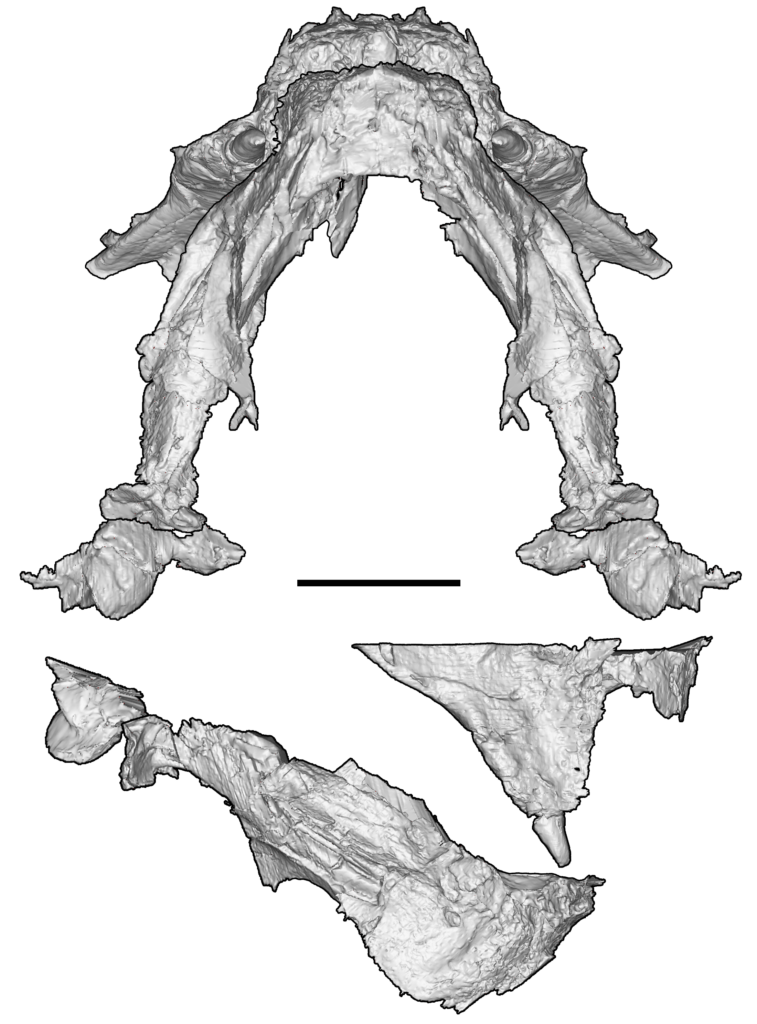Filling a Void; Reconstructing an unidentified Scottish dicynodont with ...