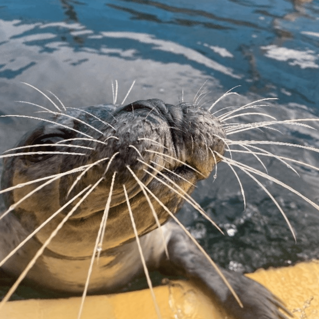 Morphology, Mechanics and Movement of Mammalian Whiskers - National X ...